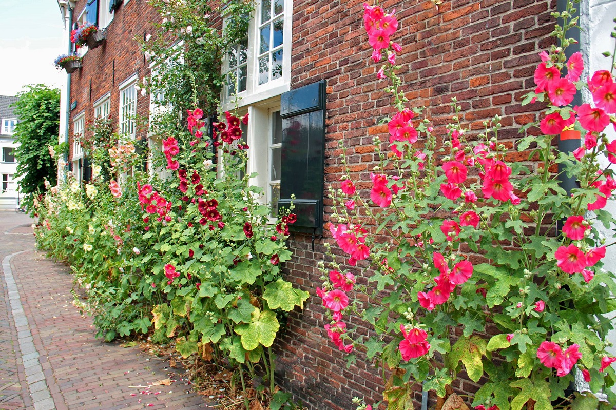 Leg zelf een geveltuintje aan - Lekker in je tuin
